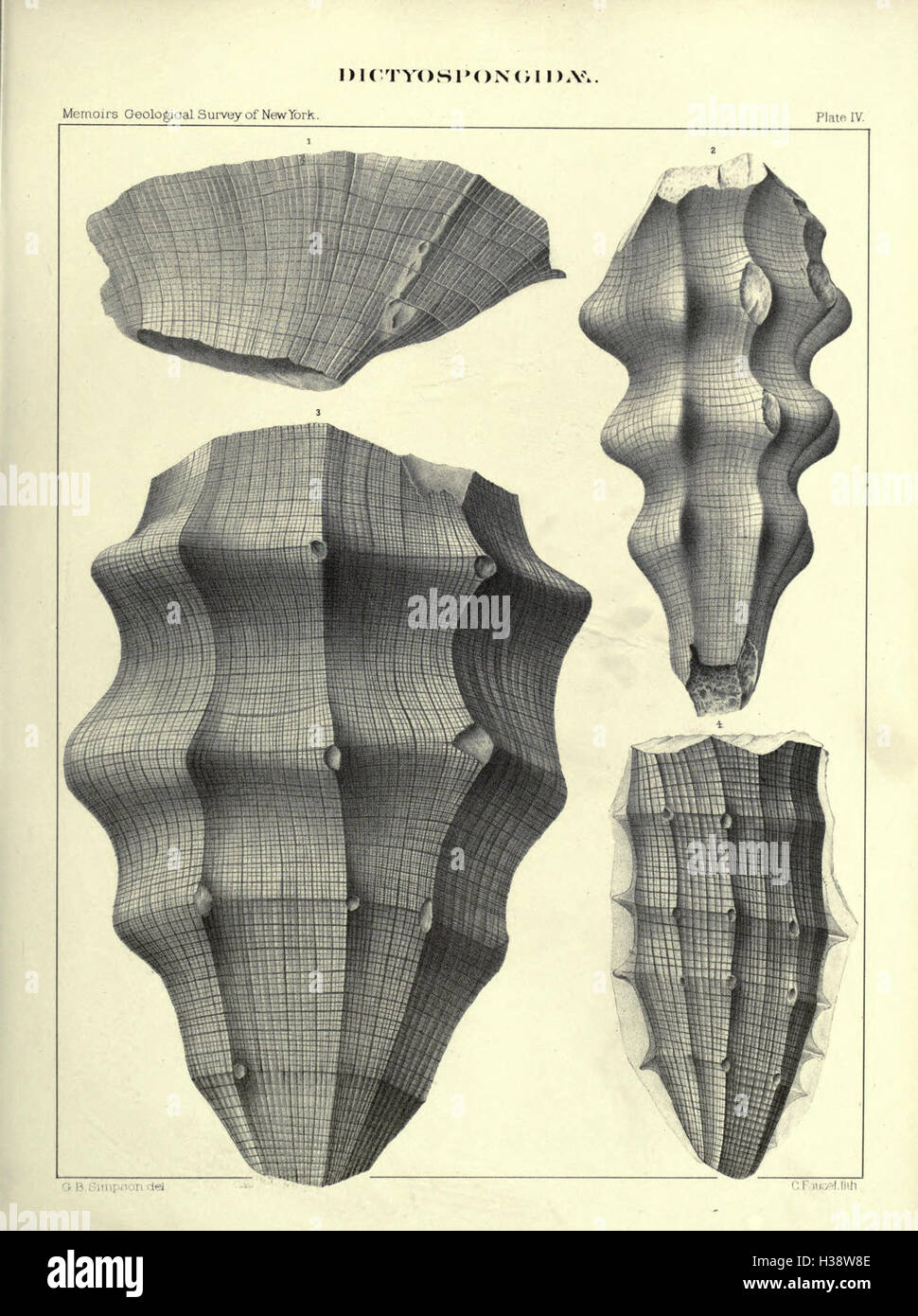 This memoir discusses the Palaeozoic reticulate sponges from the family ...
