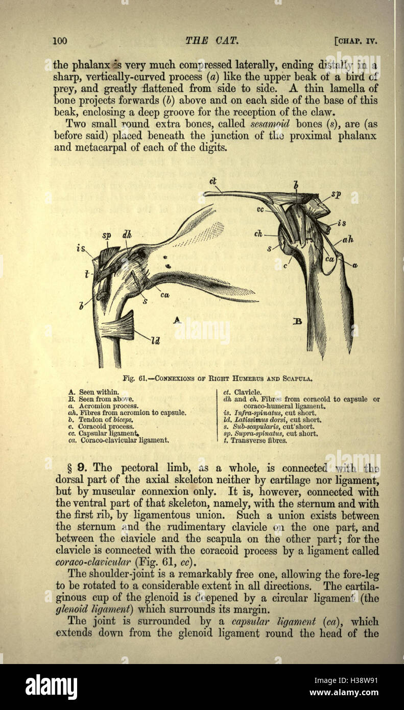 'The Cat' on page 100 discusses the biological and behavioral traits of ...