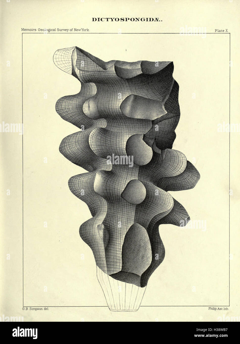 This memoir details the Palaeozoic era reticulate sponges in the family ...