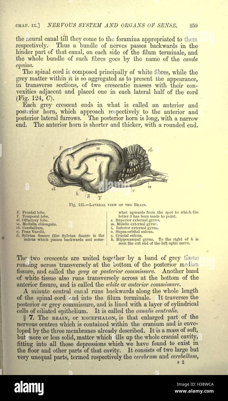 This text provides a detailed description of the domestic cat, focusing ...