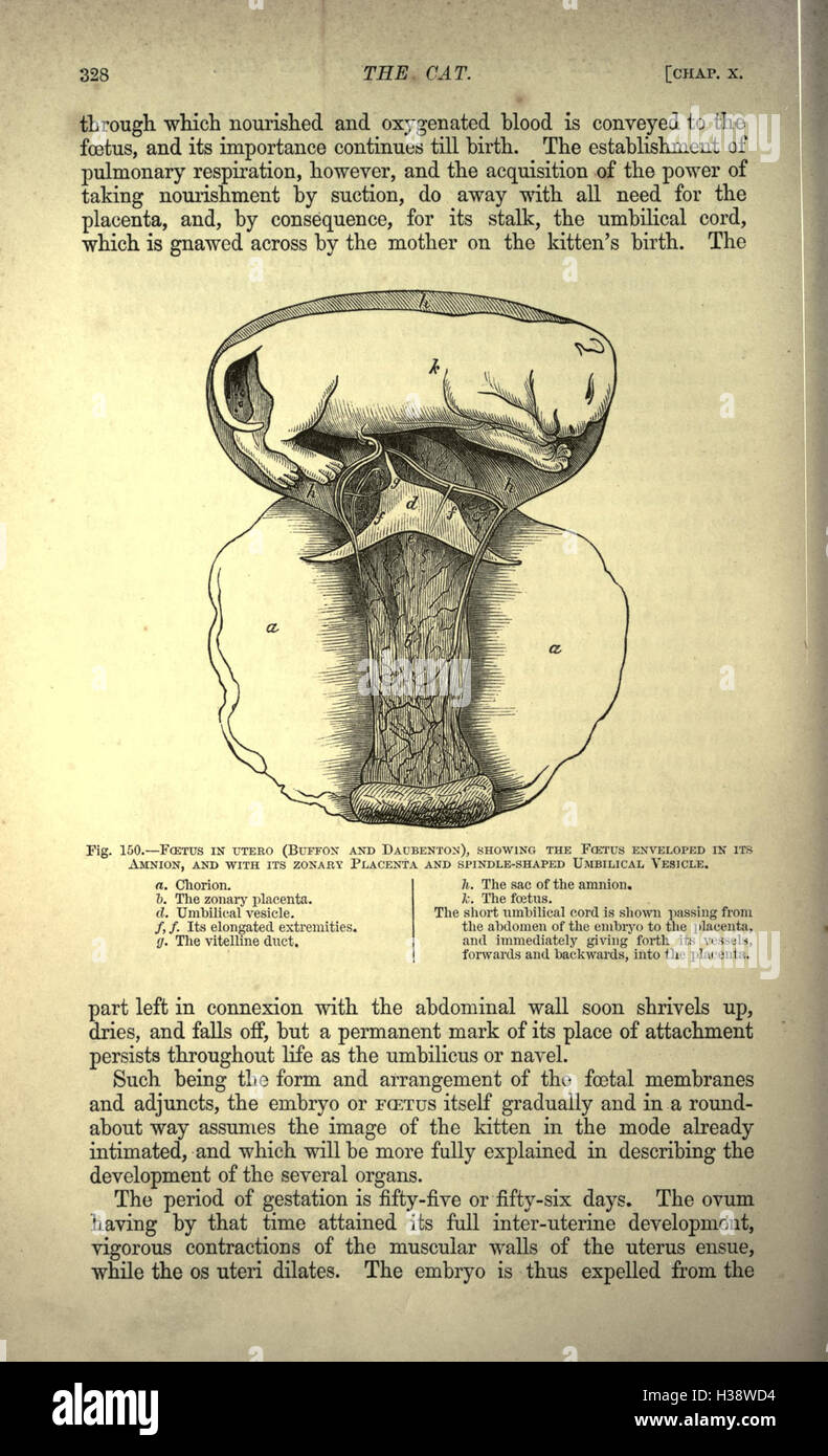 A detailed study of cats, focusing on their biology, behavior, and the ...