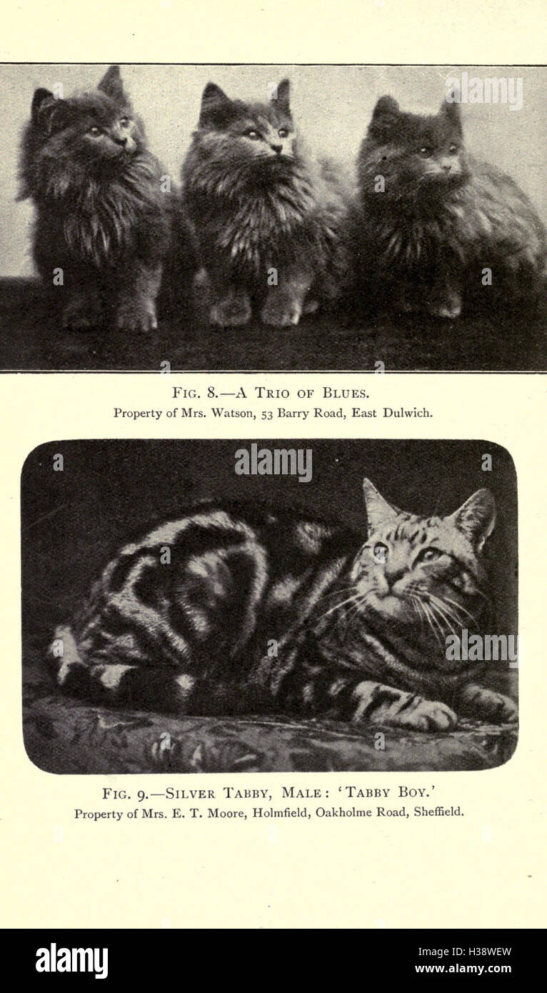 A comprehensive study on the domestic cat, covering its biology ...