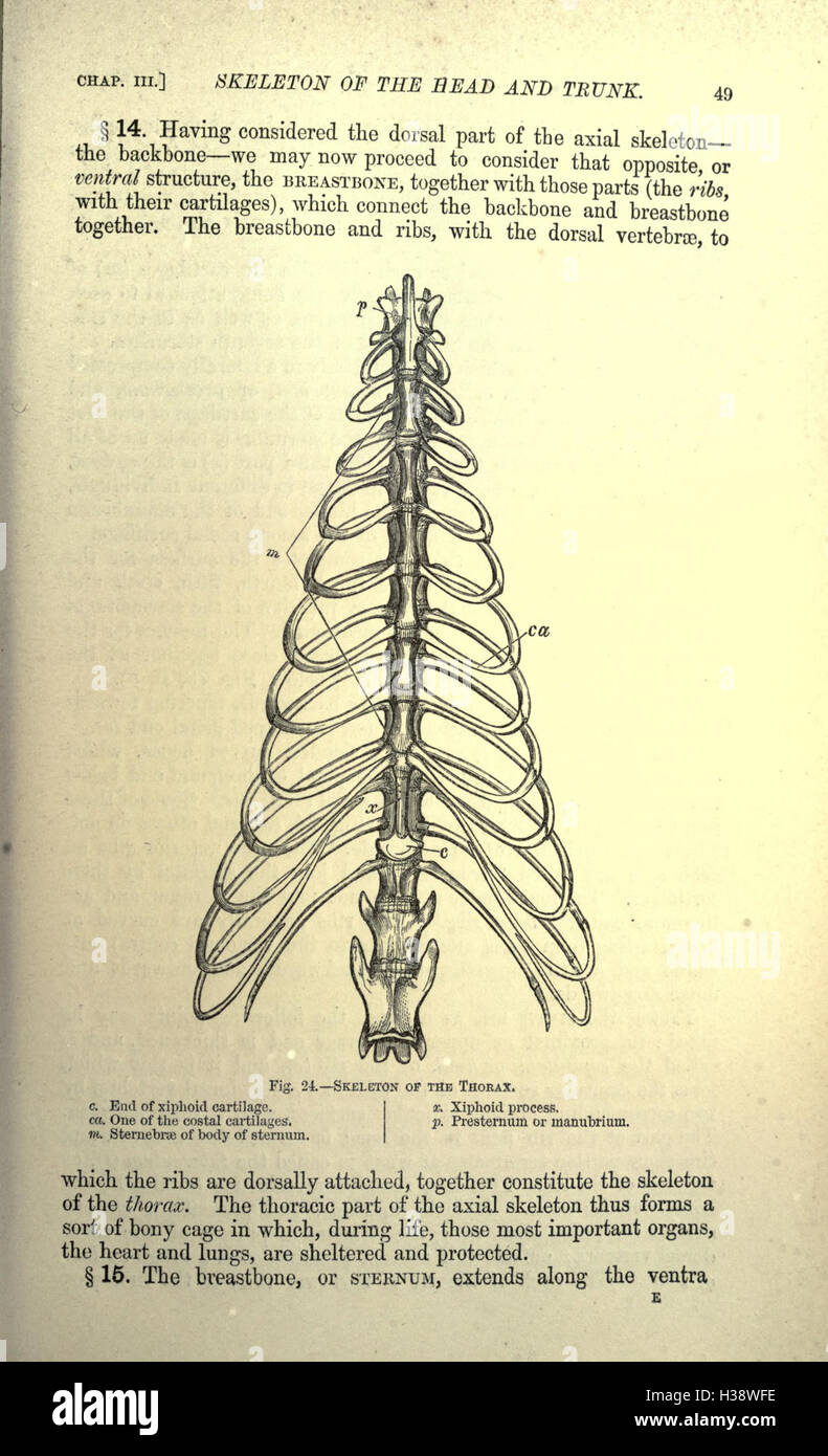 This work provides an in-depth exploration of the anatomy, behavior ...