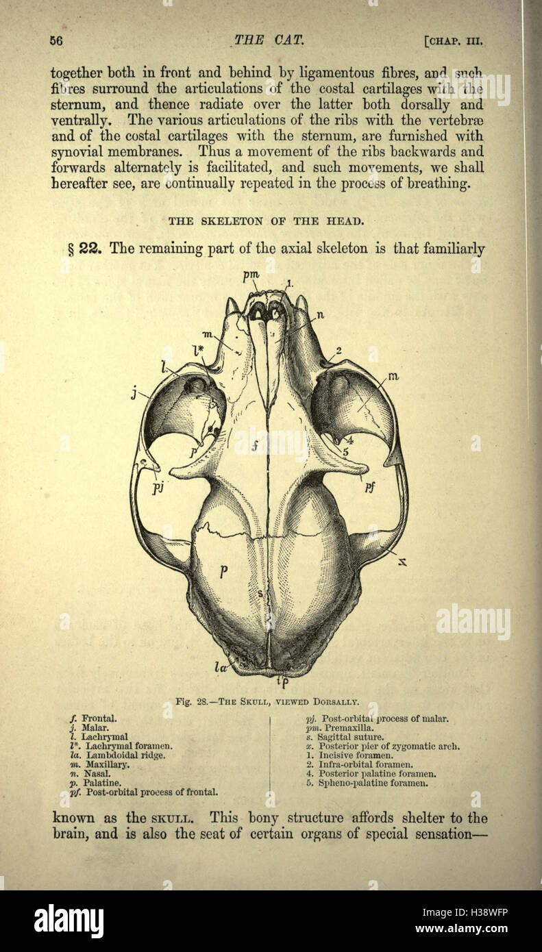 Cat 56 hi-res stock photography and images - Alamy