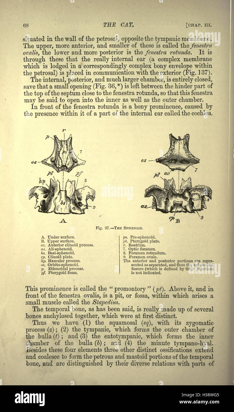 An informative exploration of cats, covering various breeds, behaviors ...