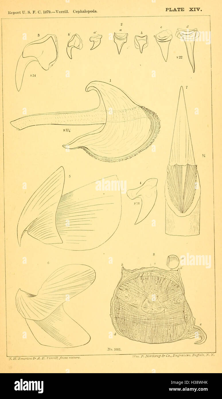 Cephalopod characteristics hi-res stock photography and images - Alamy
