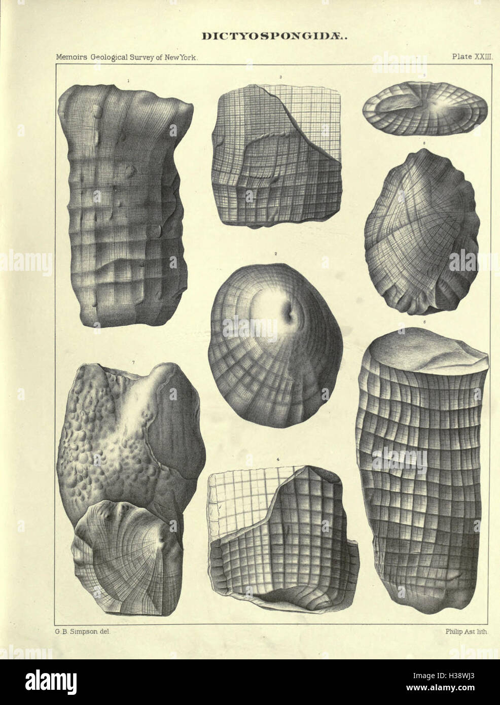 This memoir examines the Palaeozoic reticulate sponges, specifically ...