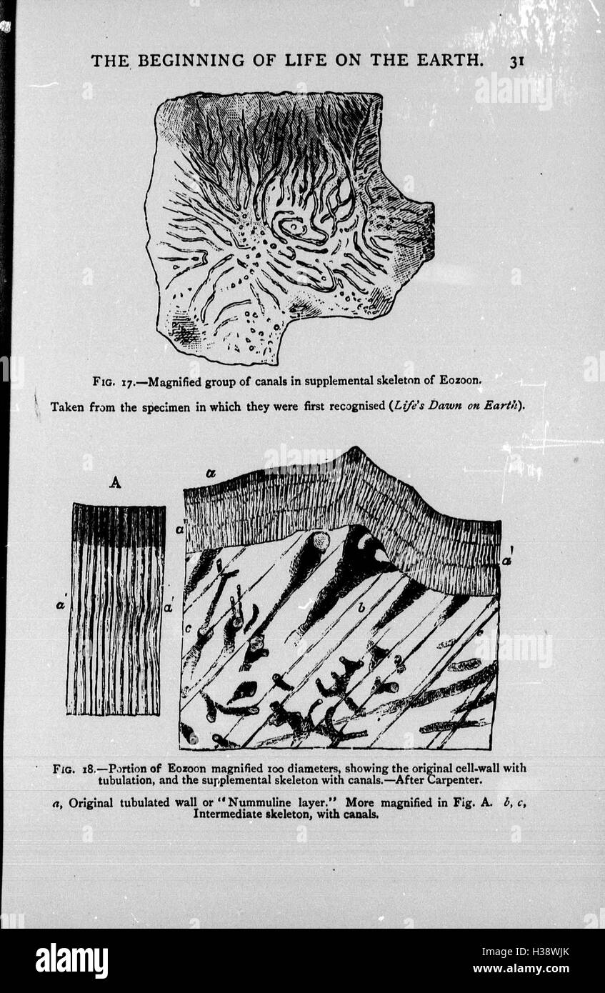 This work presents the concept of the chain of life, tracing the ...
