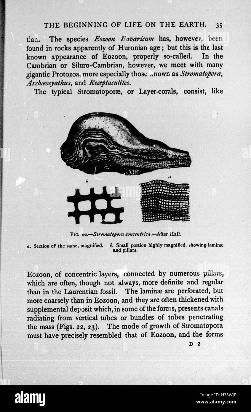 This page explores the concept of the chain of life across geological ...