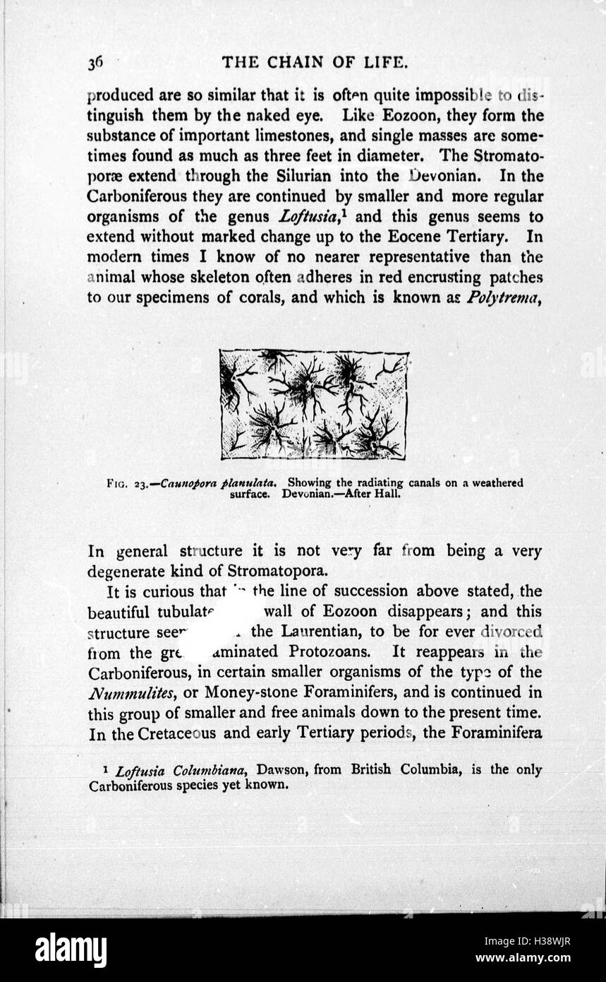 'The Chain of Life in Geological Time' explores the evolution of life ...