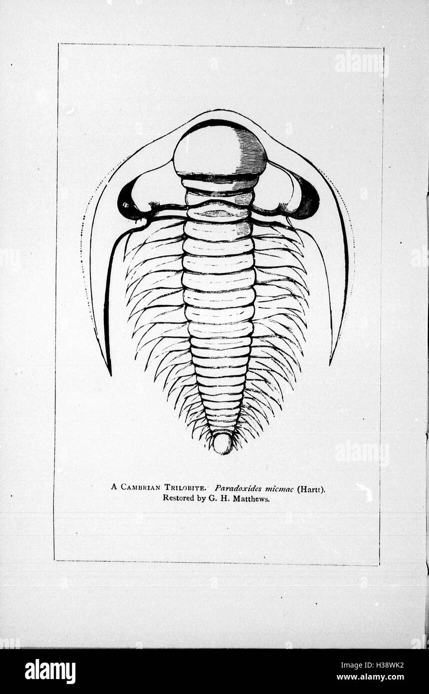 This work outlines the chain of life through geological time, tracing ...