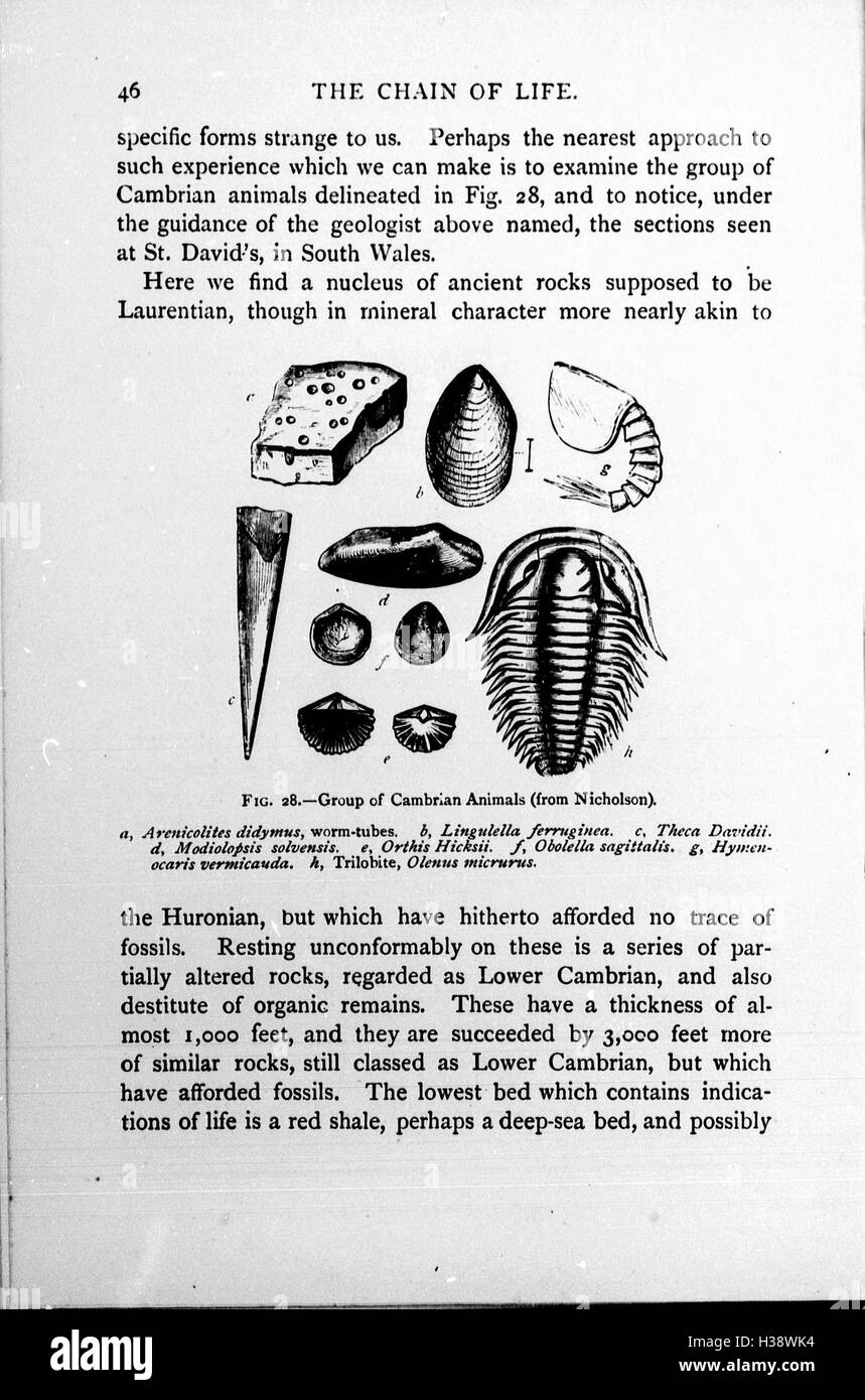 This work explores the concept of the chain of life across geological ...