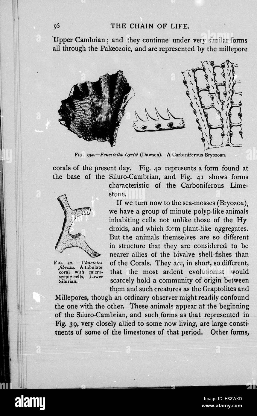 This work examines the progression of life forms throughout geological ...