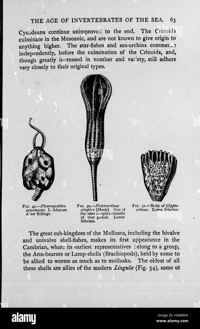 The origin and development of life timeline hi-res stock photography ...