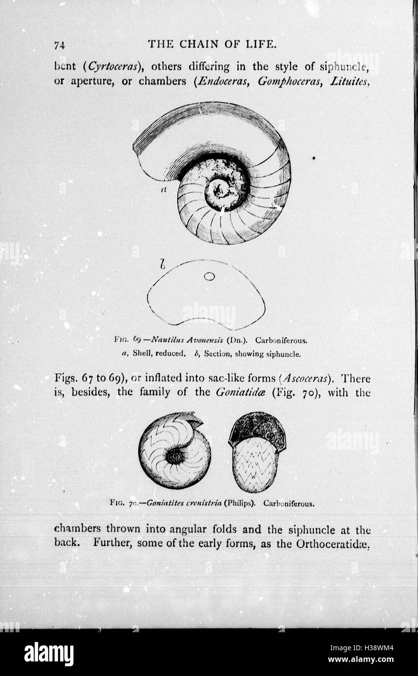 This work examines the progression of life through geological time ...