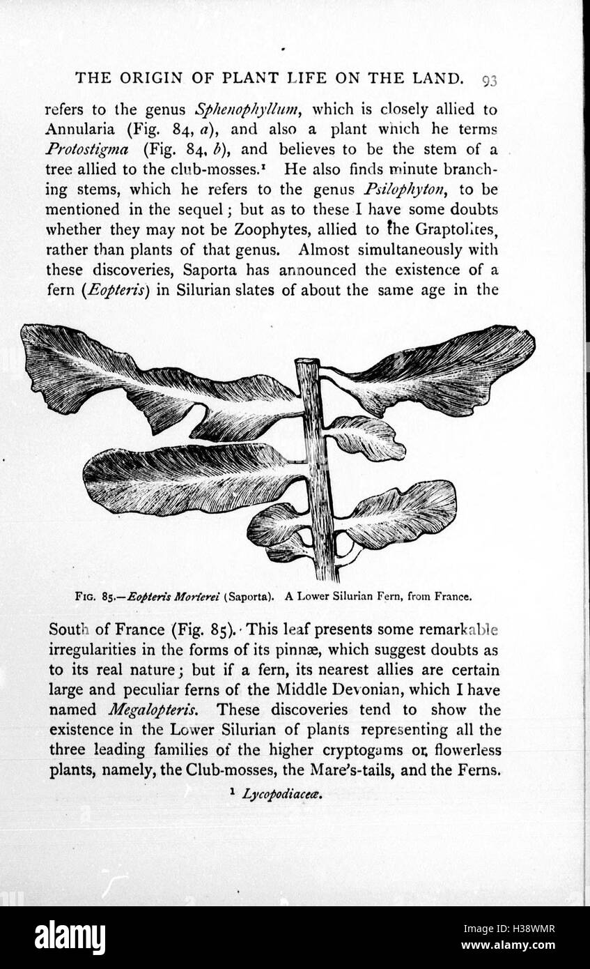 The chain of life in geological time BHL266 Stock Photo - Alamy