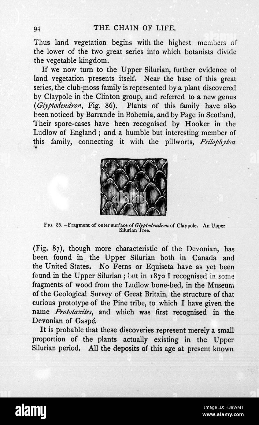 The origin and development of life timeline hi-res stock photography ...