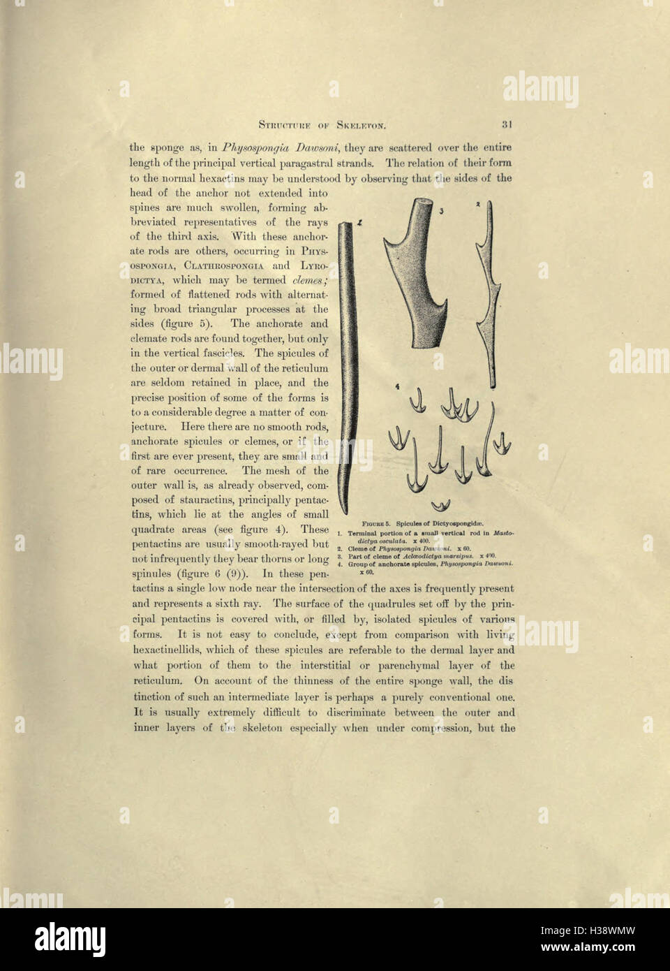 This memoir details the Palaeozoic reticulate sponges, focusing on the ...