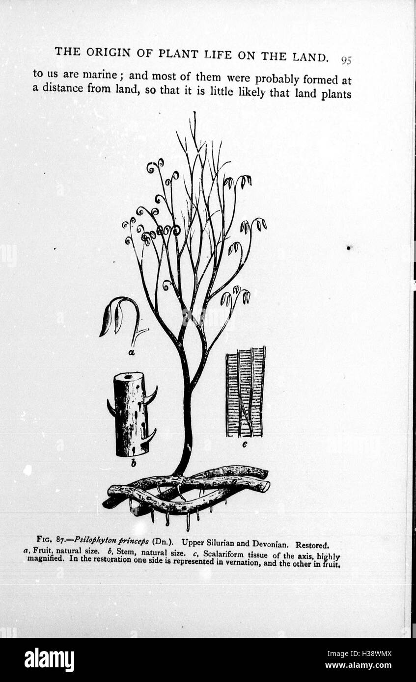 This page outlines the progression of life through geological time ...