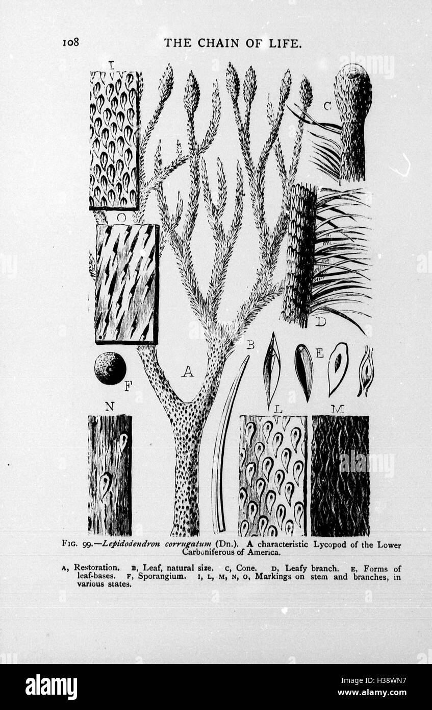 Development of life timeline Black and White Stock Photos & Images - Alamy