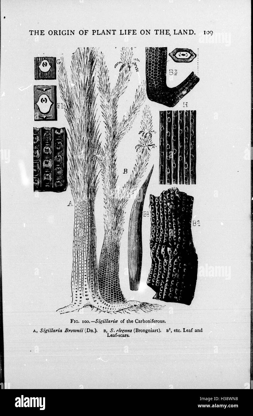This Work Outlines The Evolutionary Progression Of Life Forms Over Geological Time Detailing