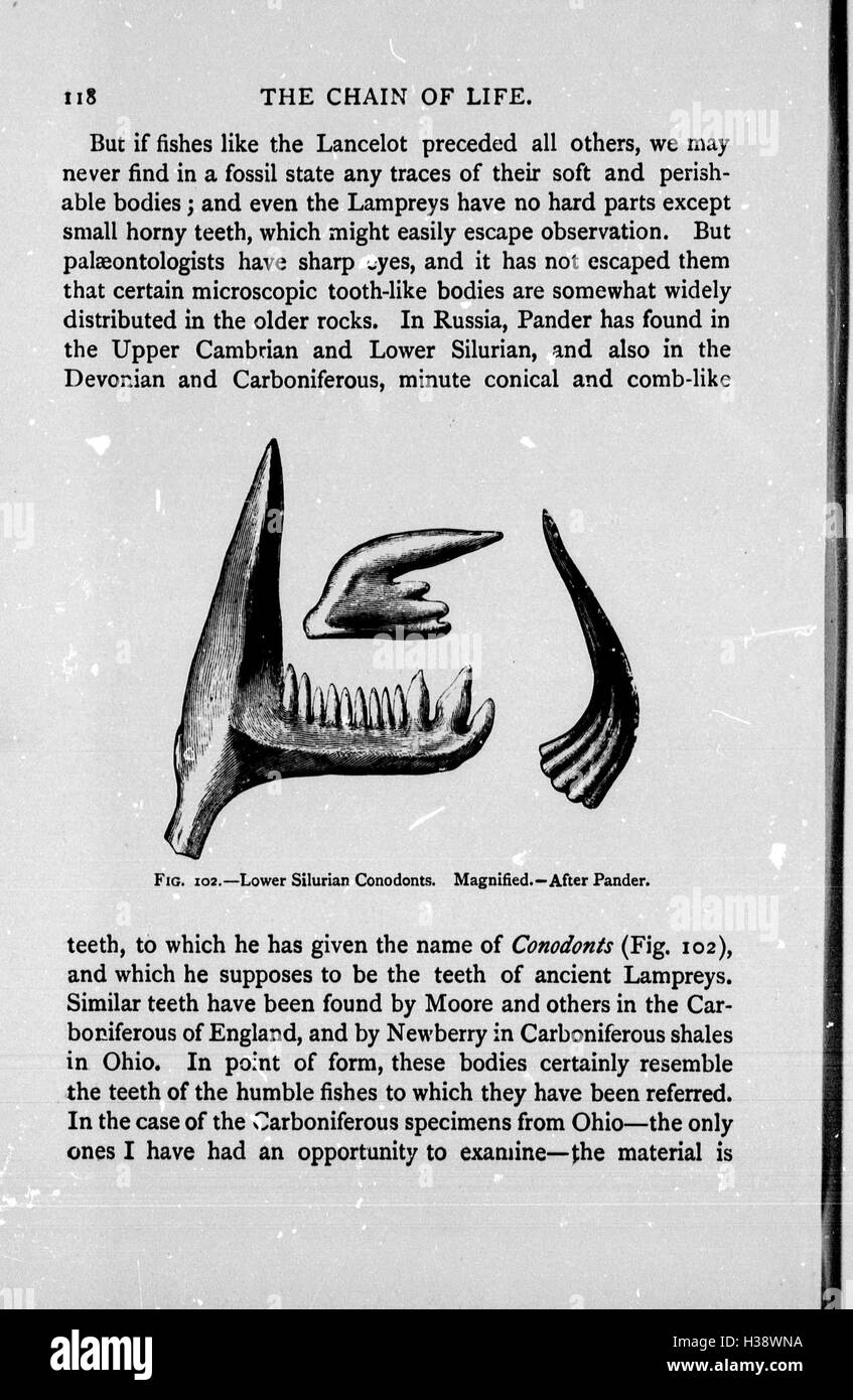 This work explores the concept of life's evolutionary chain, detailing ...