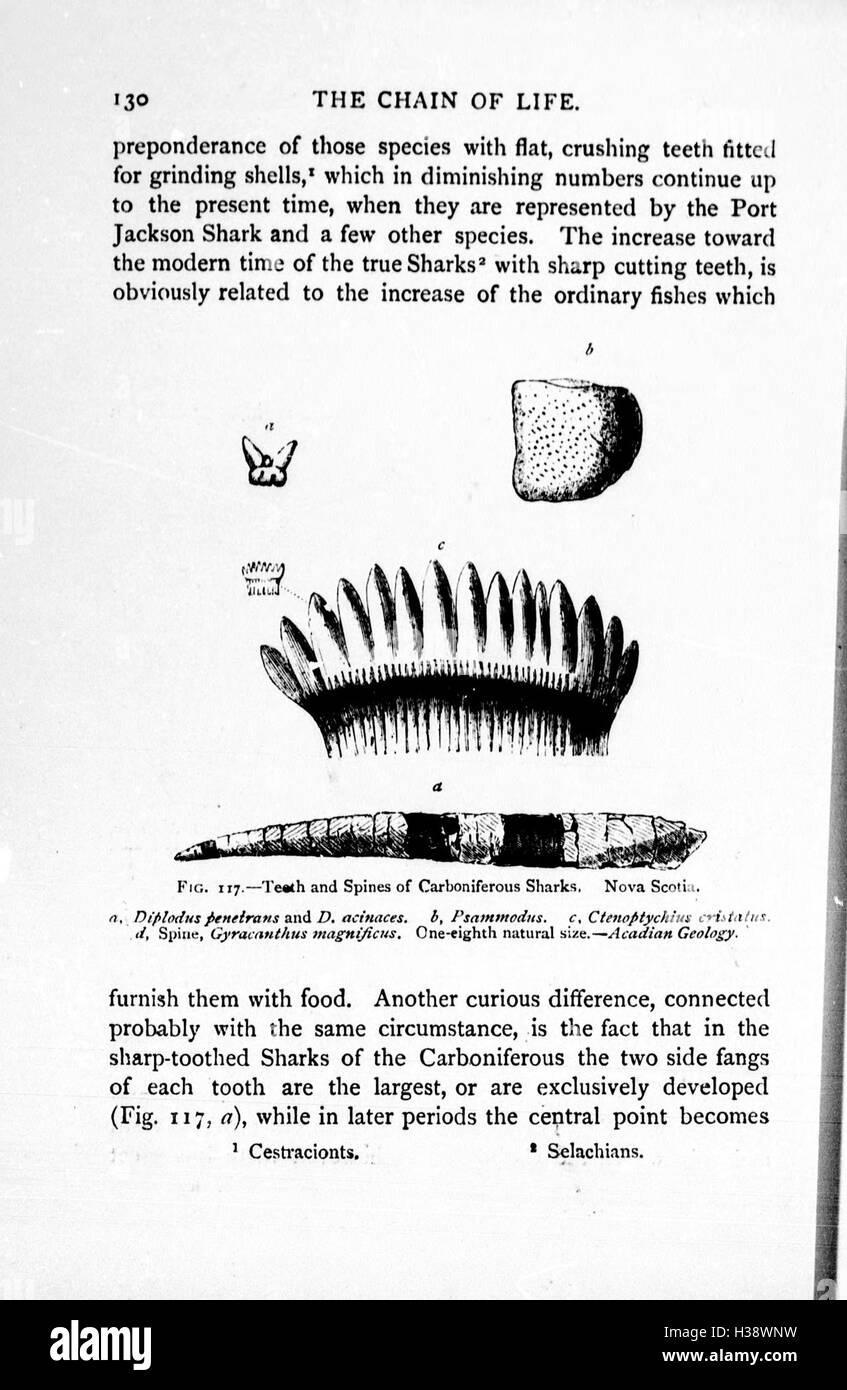 This work illustrates the progression of life through geological ...