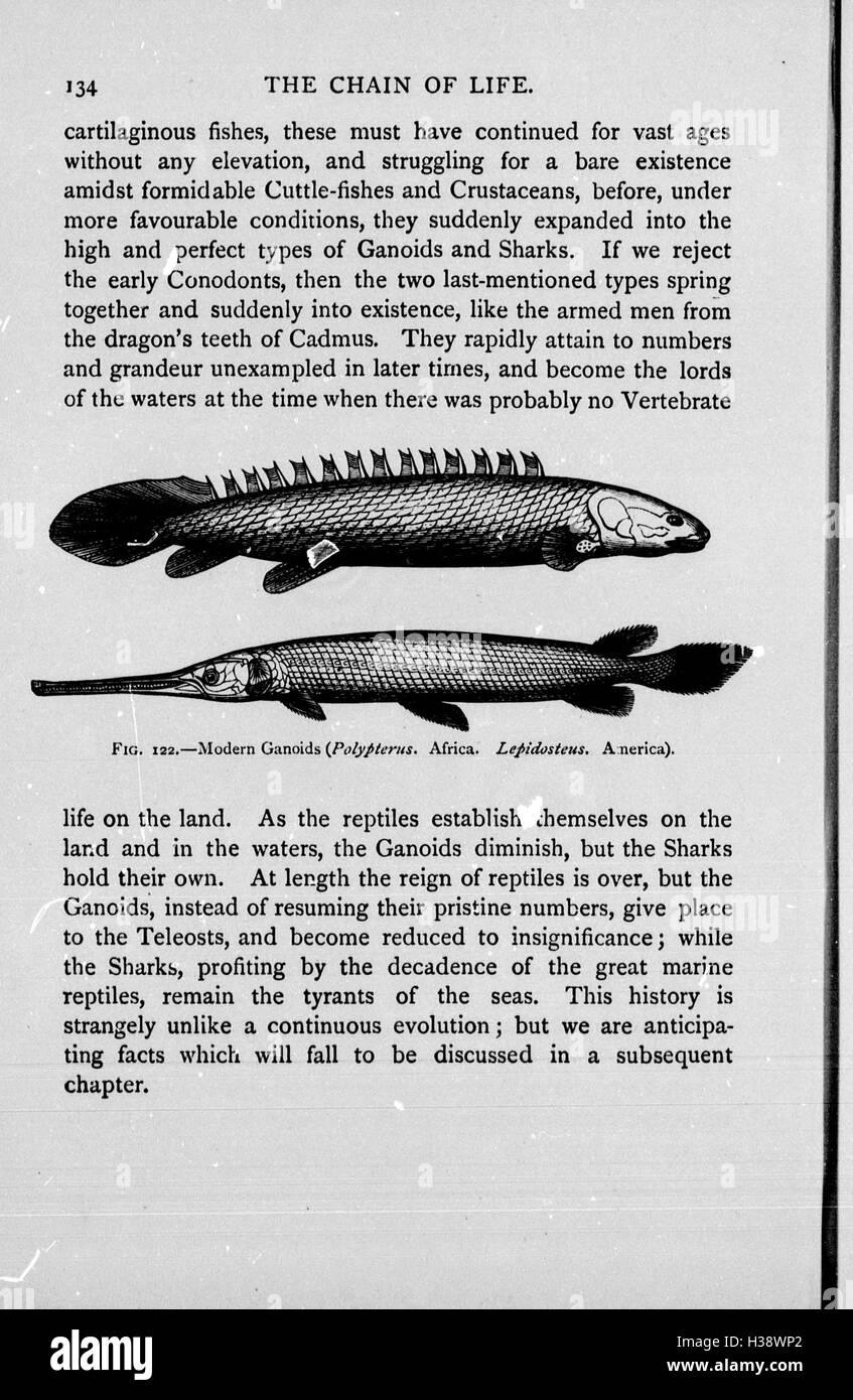 This work illustrates the progression of life through geological time ...
