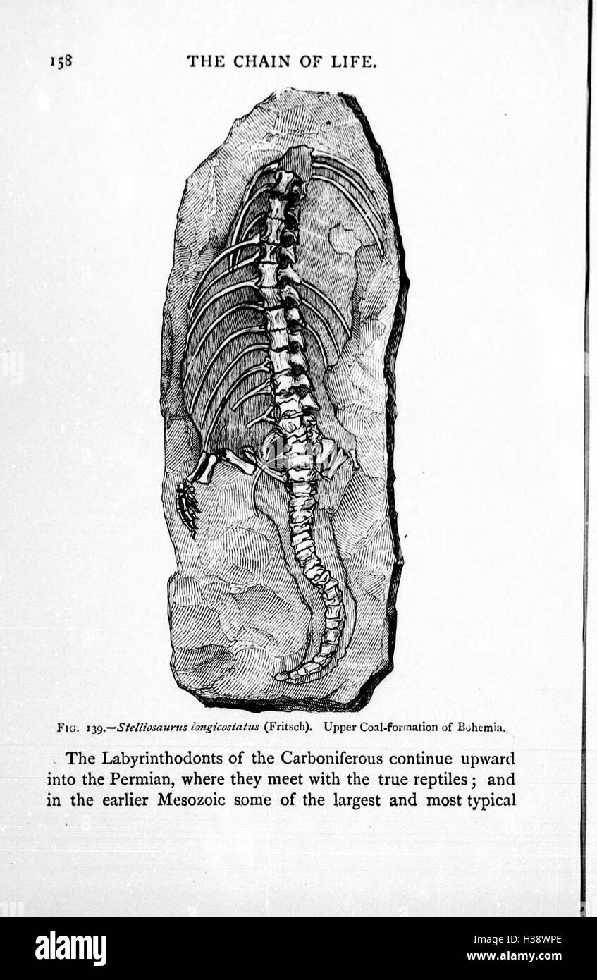 'The Chain of Life in Geological Time' outlines the development of life ...