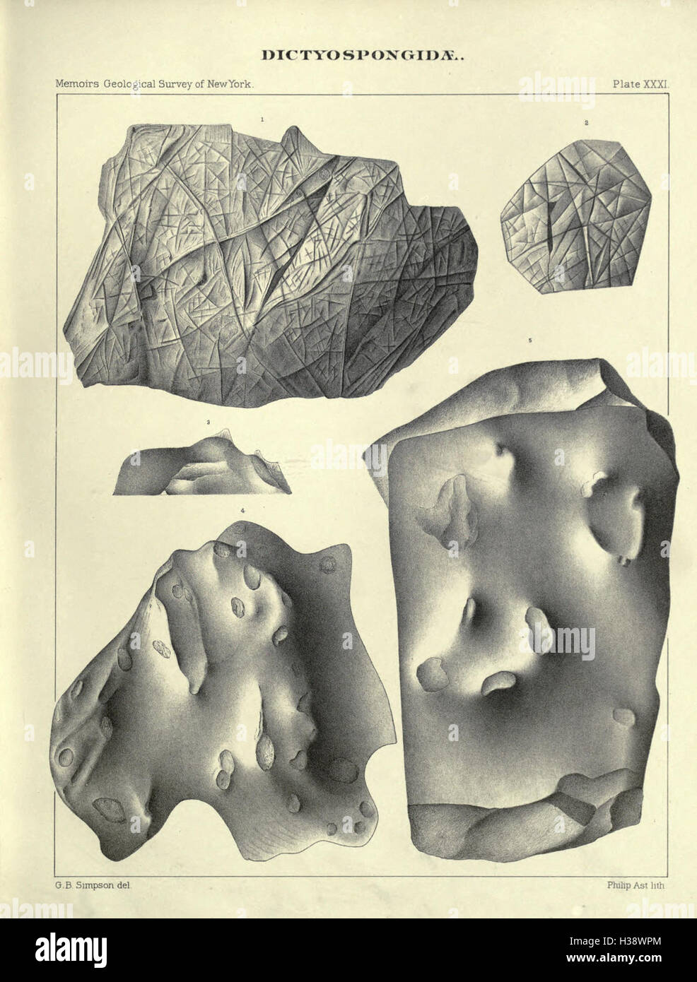 A scientific memoir on the Palaeozoic reticulate sponges, focusing on ...