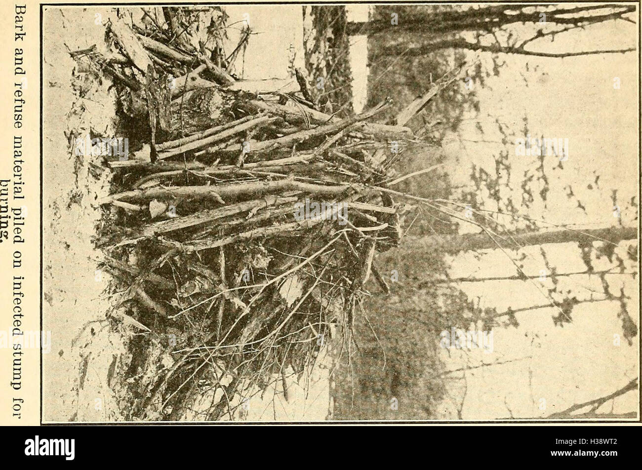 This document discusses chestnut blight disease, its identification ...