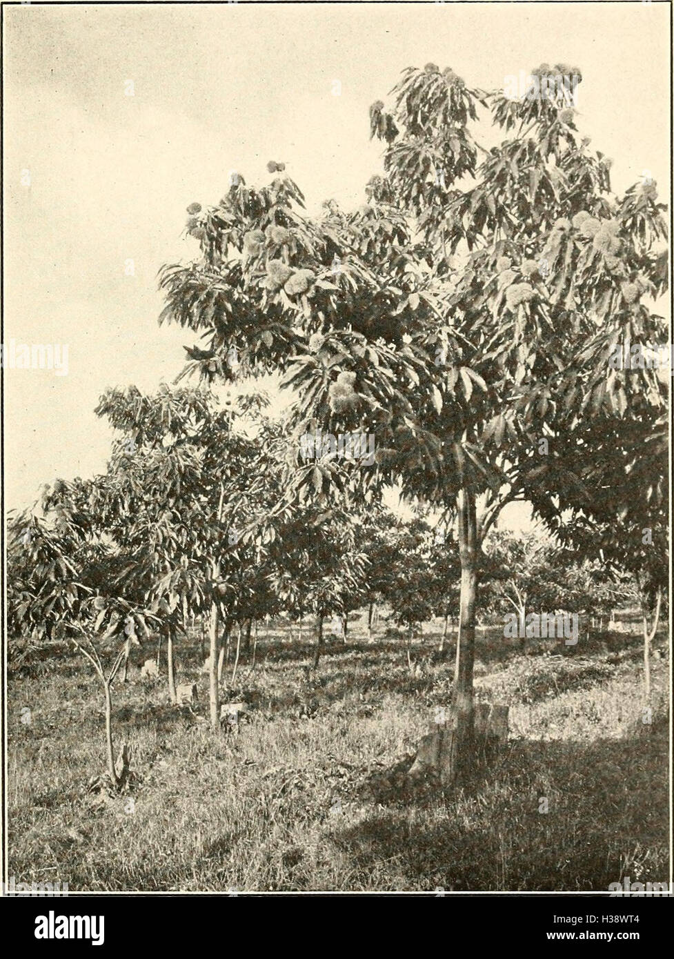 Chestnut Blight High Resolution Stock Photography and Images - Alamy