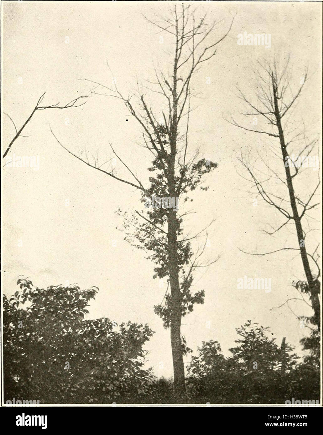 This document discusses the identification of chestnut blight disease ...