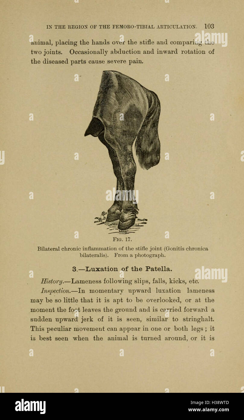 This clinical guide addresses the diagnosis of lameness in horses, providing insights into ...