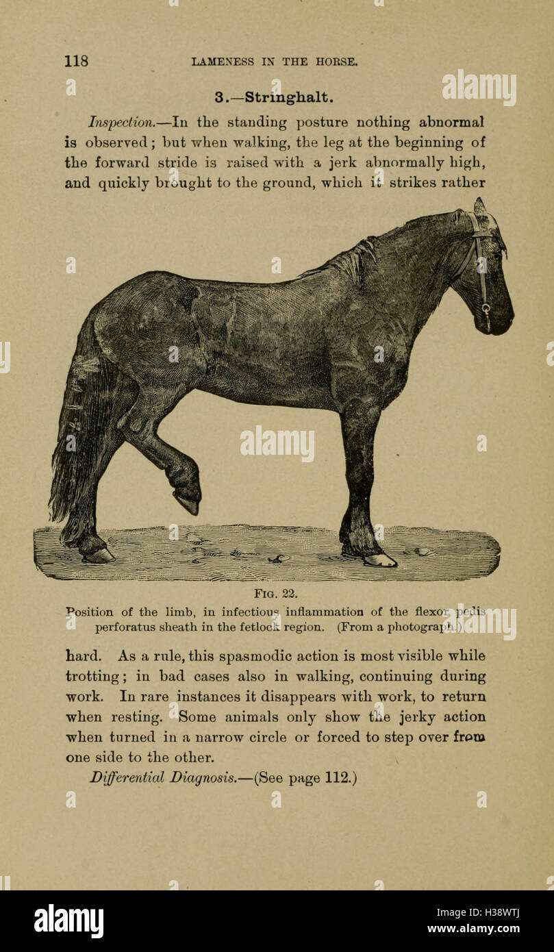 This guide addresses the clinical diagnosis of lameness in horses ...