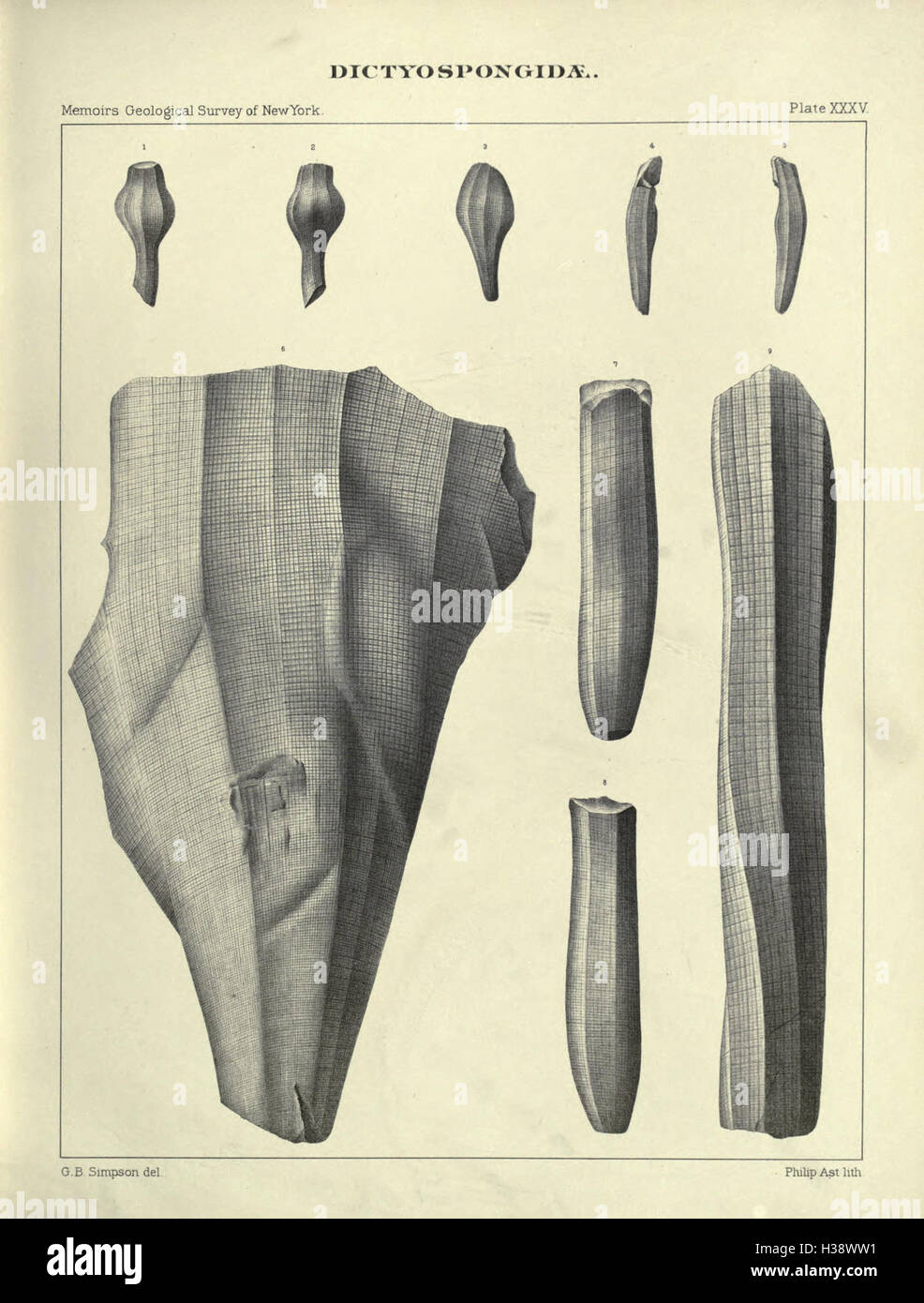 This memoir provides an extensive study of the Palaeozoic sponges from ...