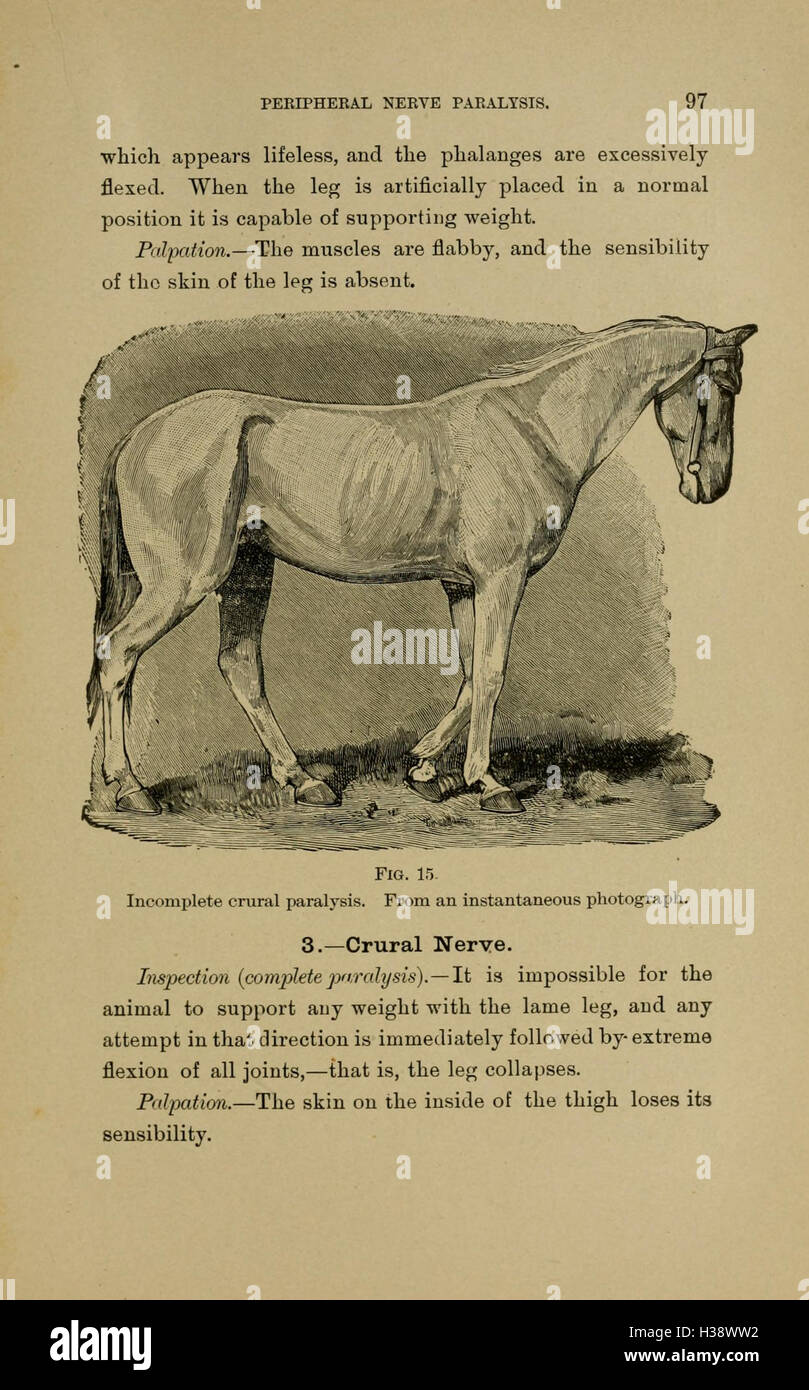 This clinical guide provides methods for diagnosing and treating lameness in horses. It covers ...