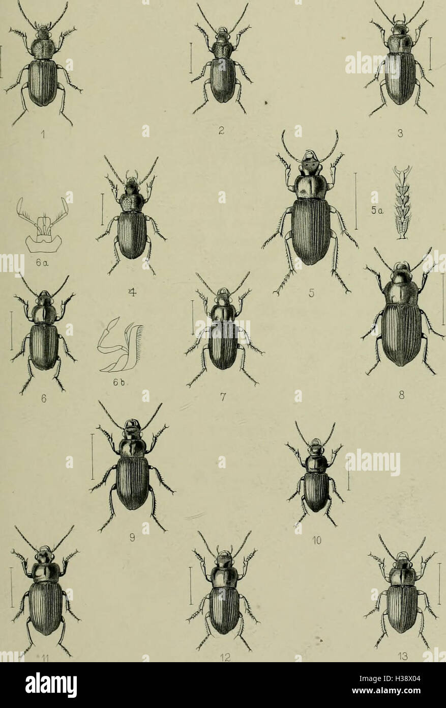 This work details the families, genera, and species of beetles native ...