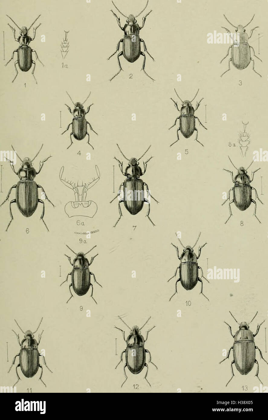 The Coleoptera of the British islands. A descriptive account of the ...