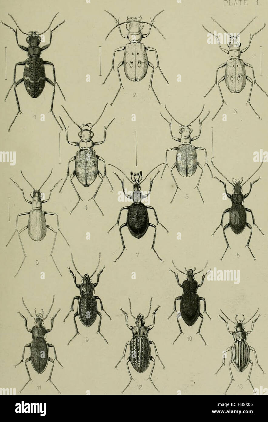 This descriptive work details the beetles (Coleoptera) native to Great ...