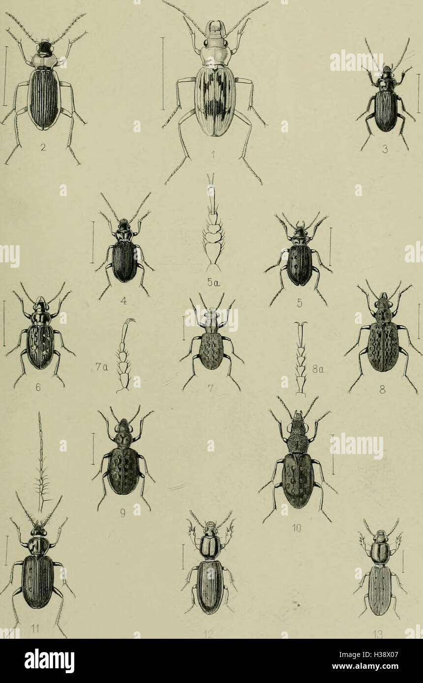An in-depth description of the beetle species native to Great Britain ...
