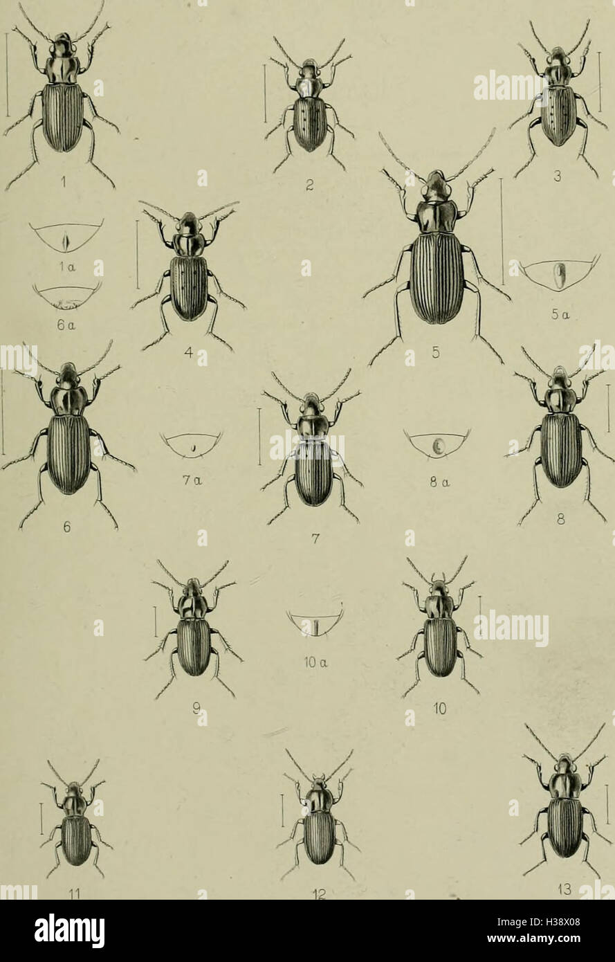 This book provides a thorough description of the beetles (Coleoptera ...