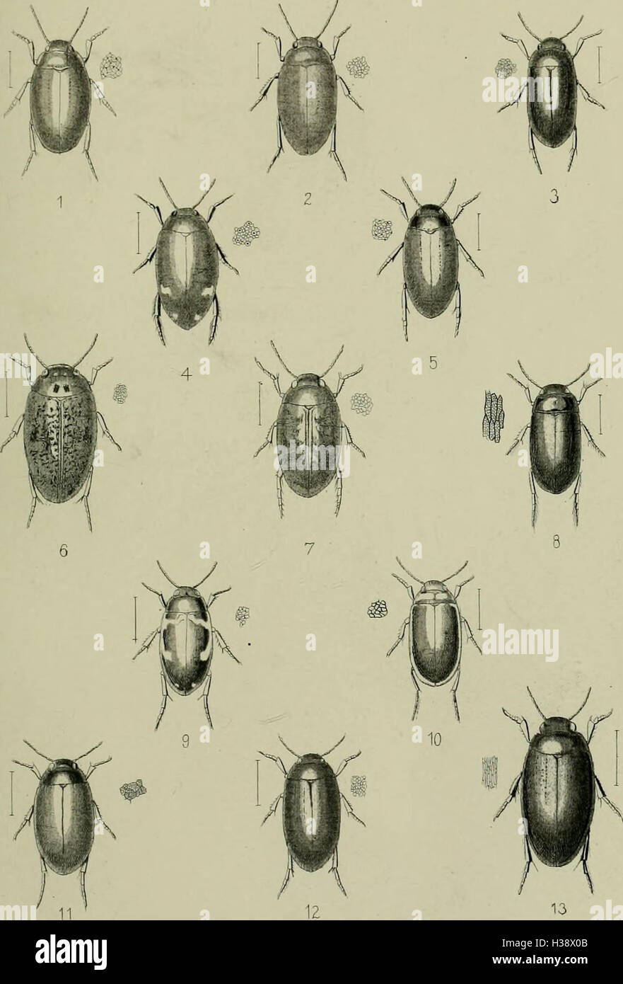 This descriptive work covers the Coleoptera species native to Great ...