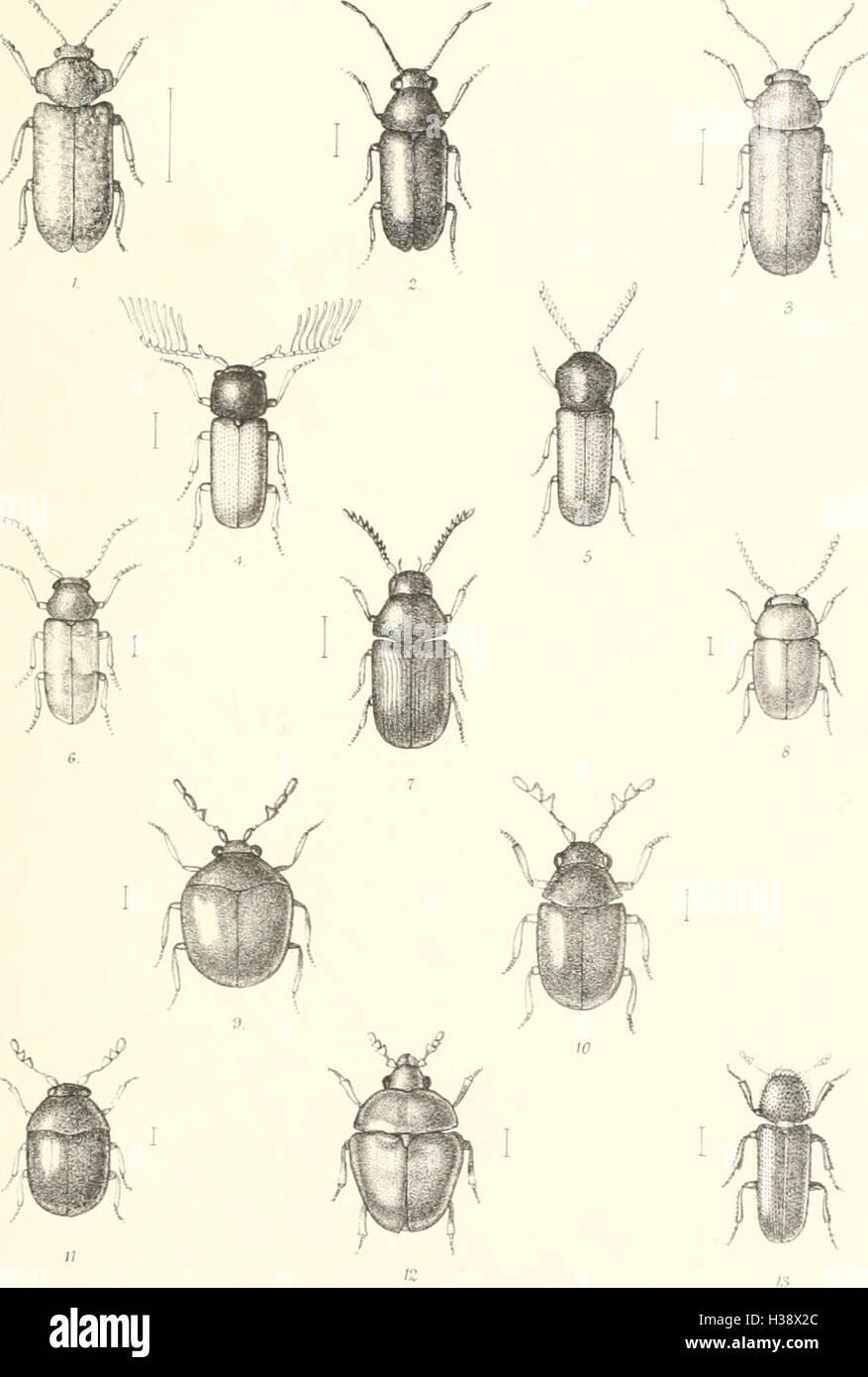 This comprehensive guide details the Coleoptera species native to Great ...