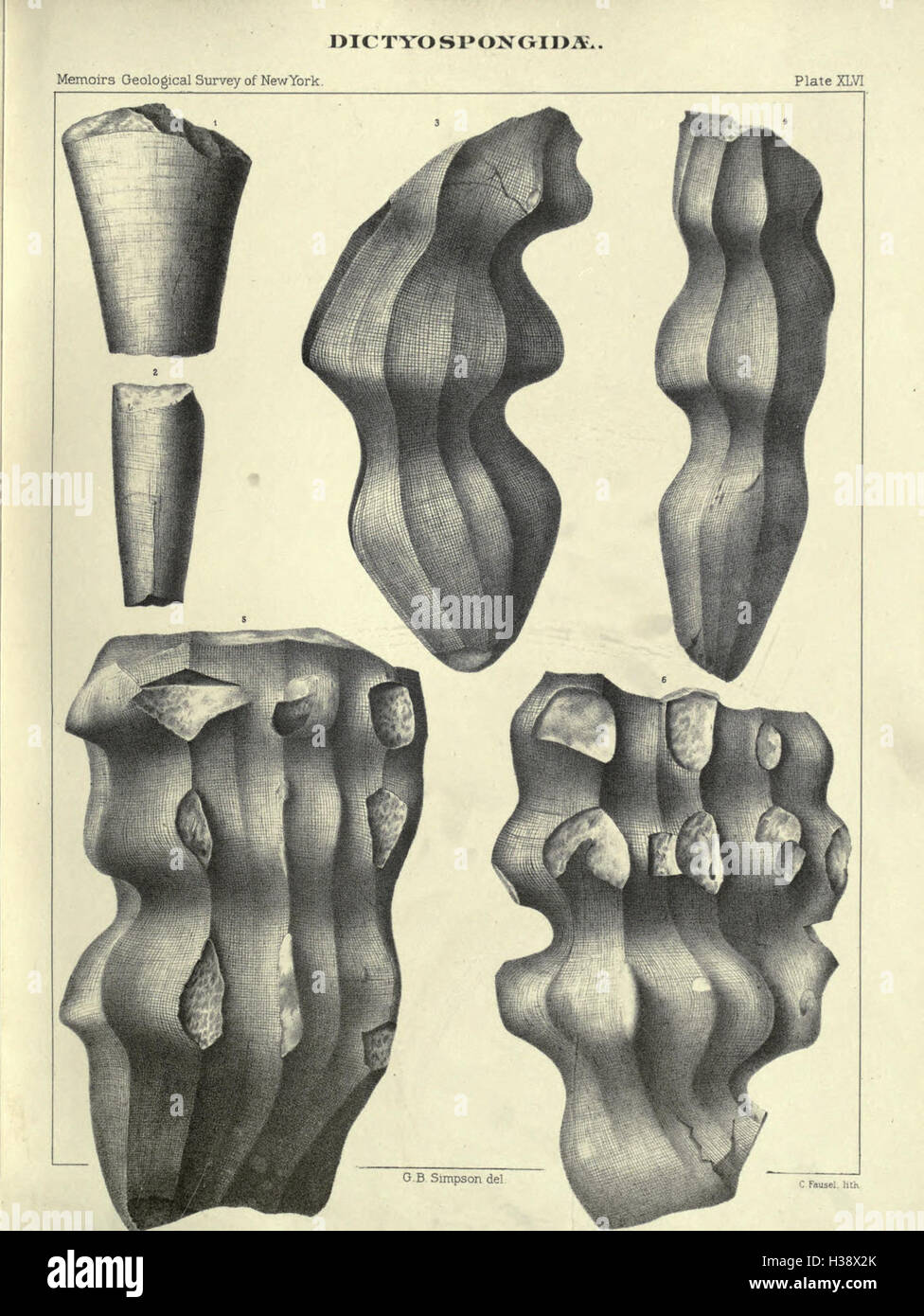 This memoir examines the Palaeozoic reticulate sponges from the ...