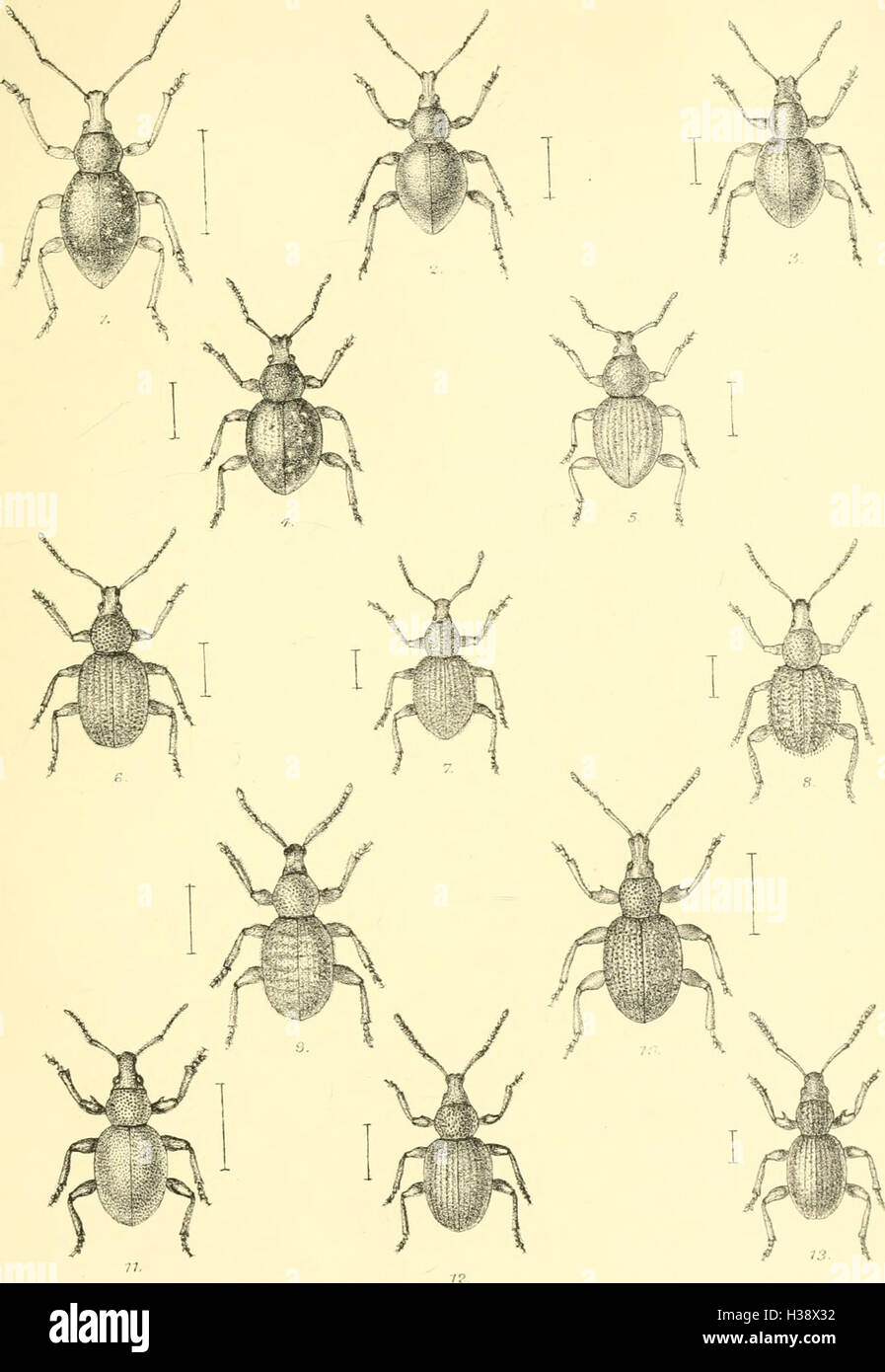 This comprehensive work describes the beetles native to Great Britain ...
