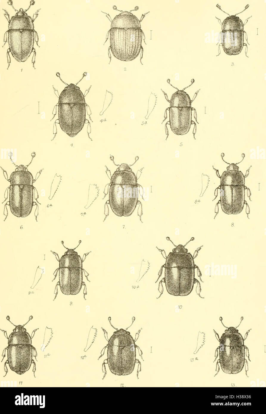 This work provides a detailed description of the beetles (Coleoptera ...