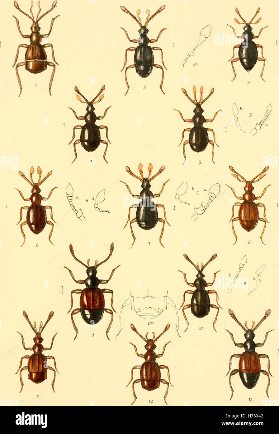 The Coleoptera of the British islands. A descriptive account of the ...