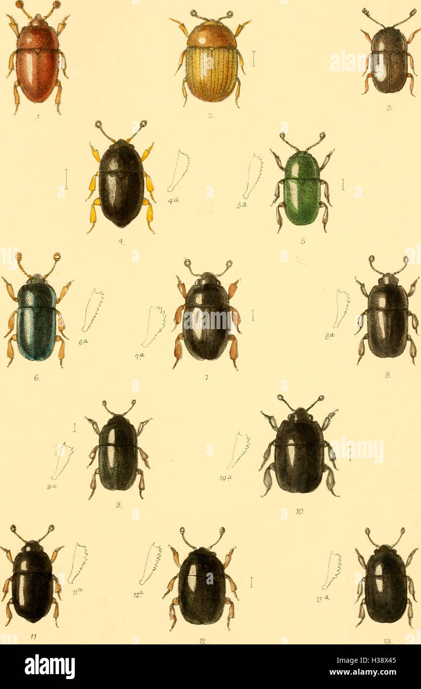 This page provides a detailed descriptive account of the Coleoptera ...