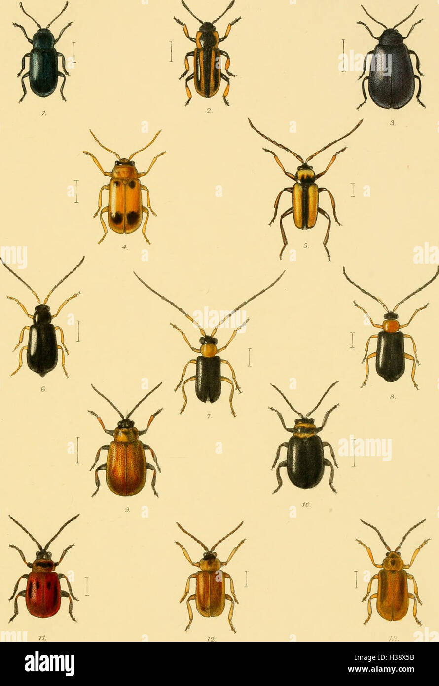 Different beetle classifications hi-res stock photography and images ...